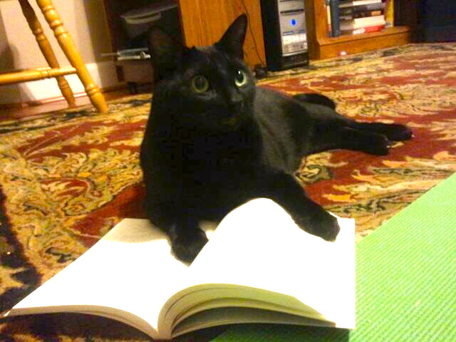 The Story of Bogart the Cat – Shannon A. Thompson